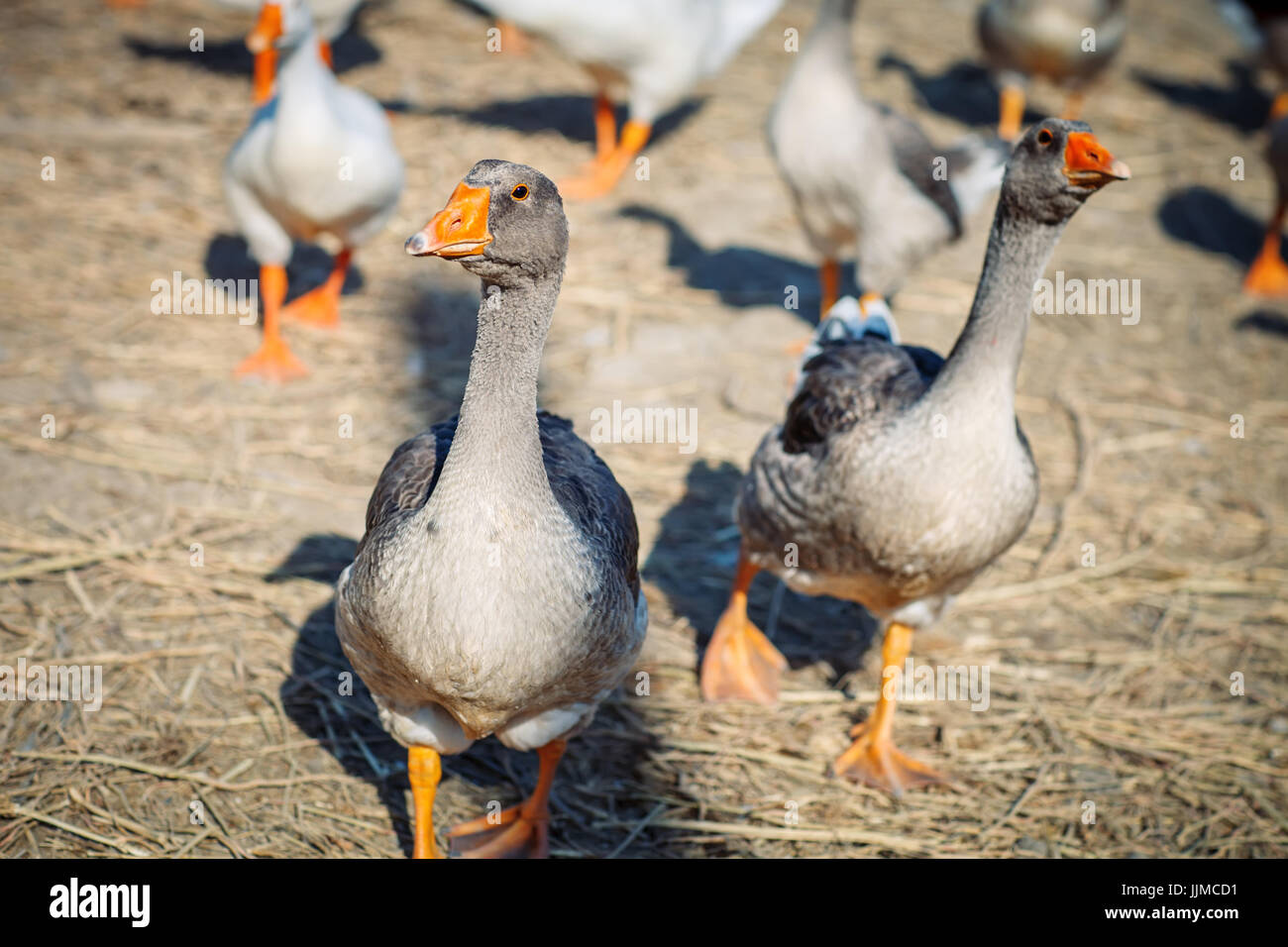 A group of geese on the poultry farm Stock Photo - Alamy