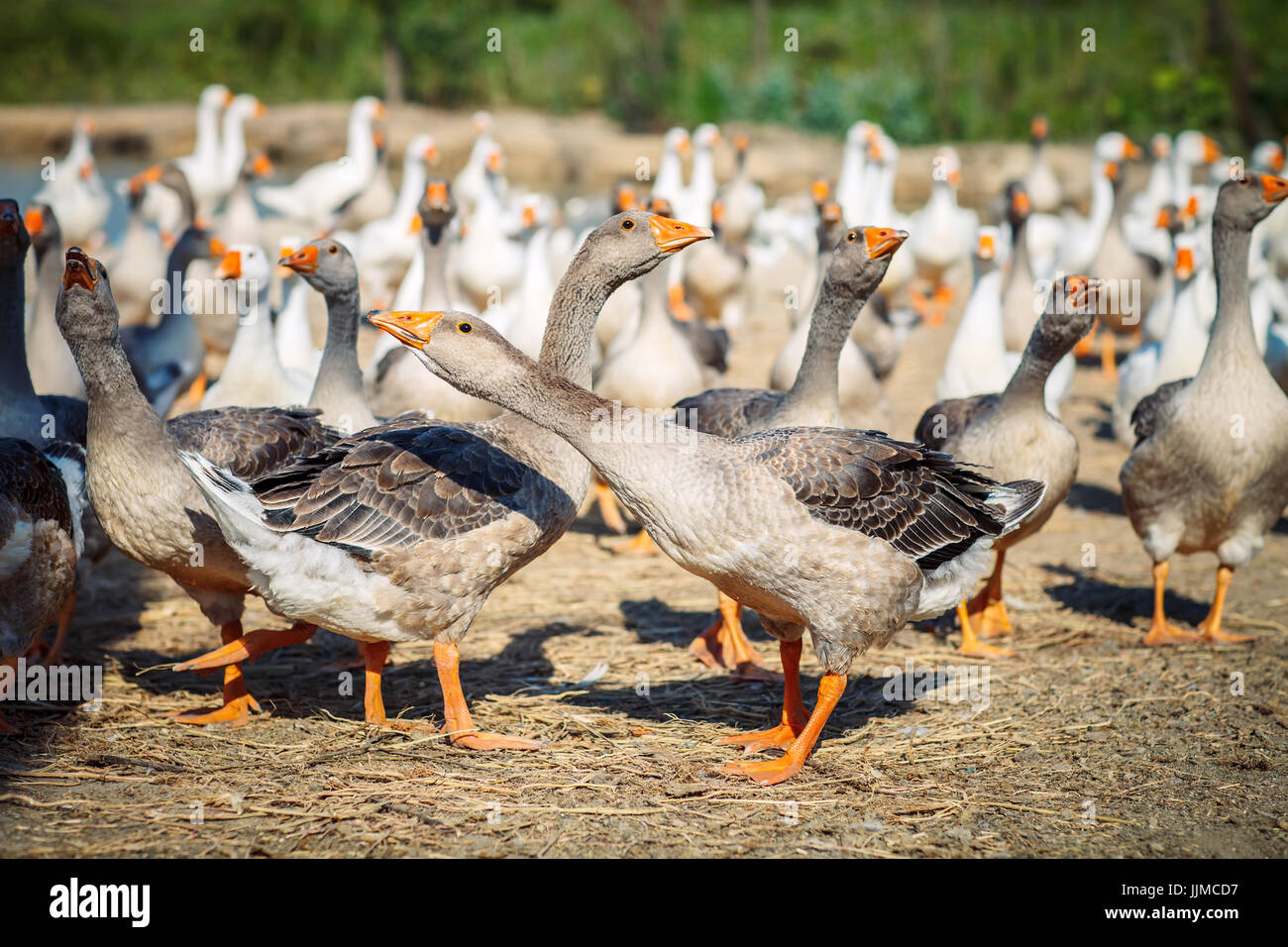 A group of geese on the poultry farm Stock Photo - Alamy
