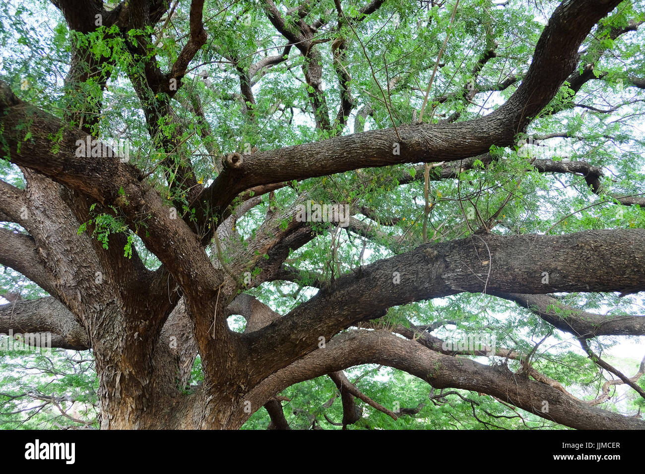Giant Rain Tree Stock Photo - Alamy