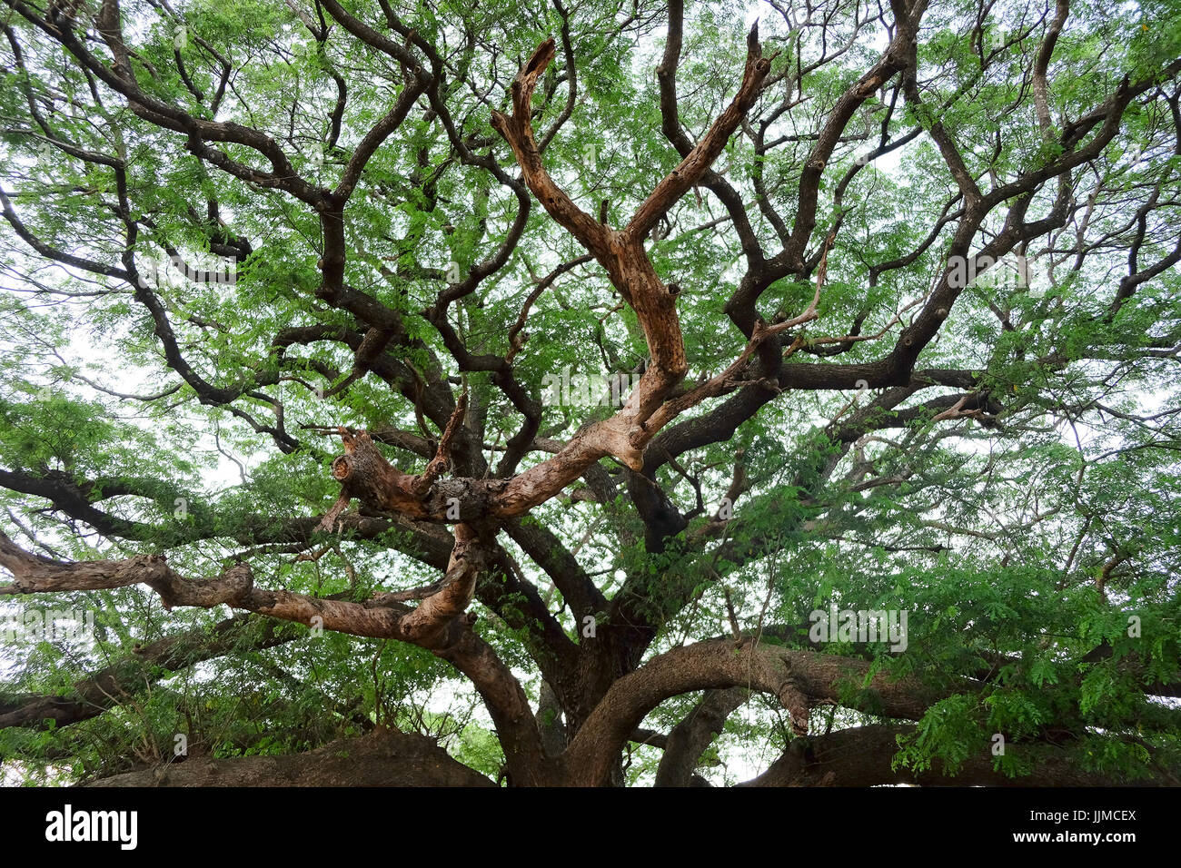 Giant Rain Tree Stock Photo - Alamy