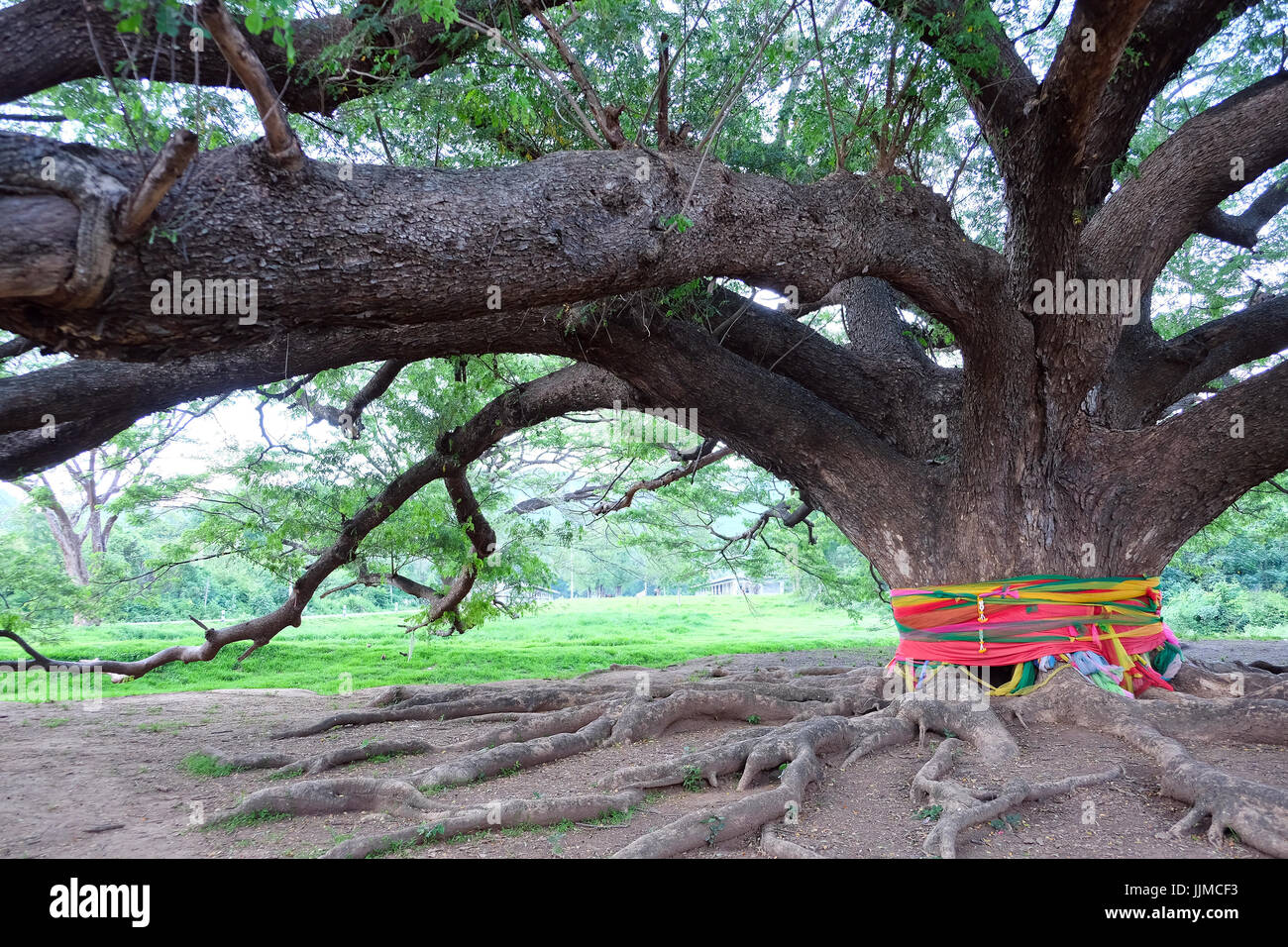 Giant Rain Tree Stock Photo - Alamy