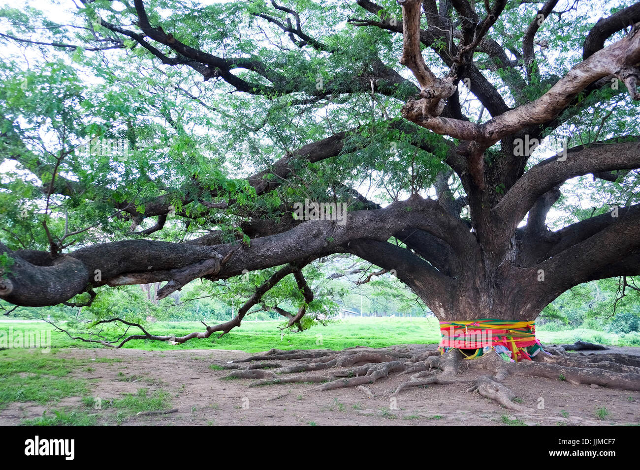 Giant Rain Tree Stock Photo - Alamy