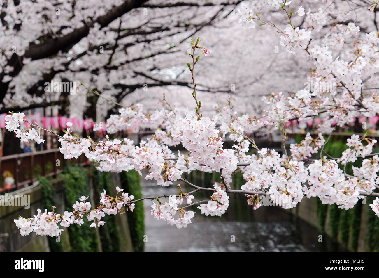 Japan Cherry Blossom Season 2026 cherry blossom season In japan : A ...