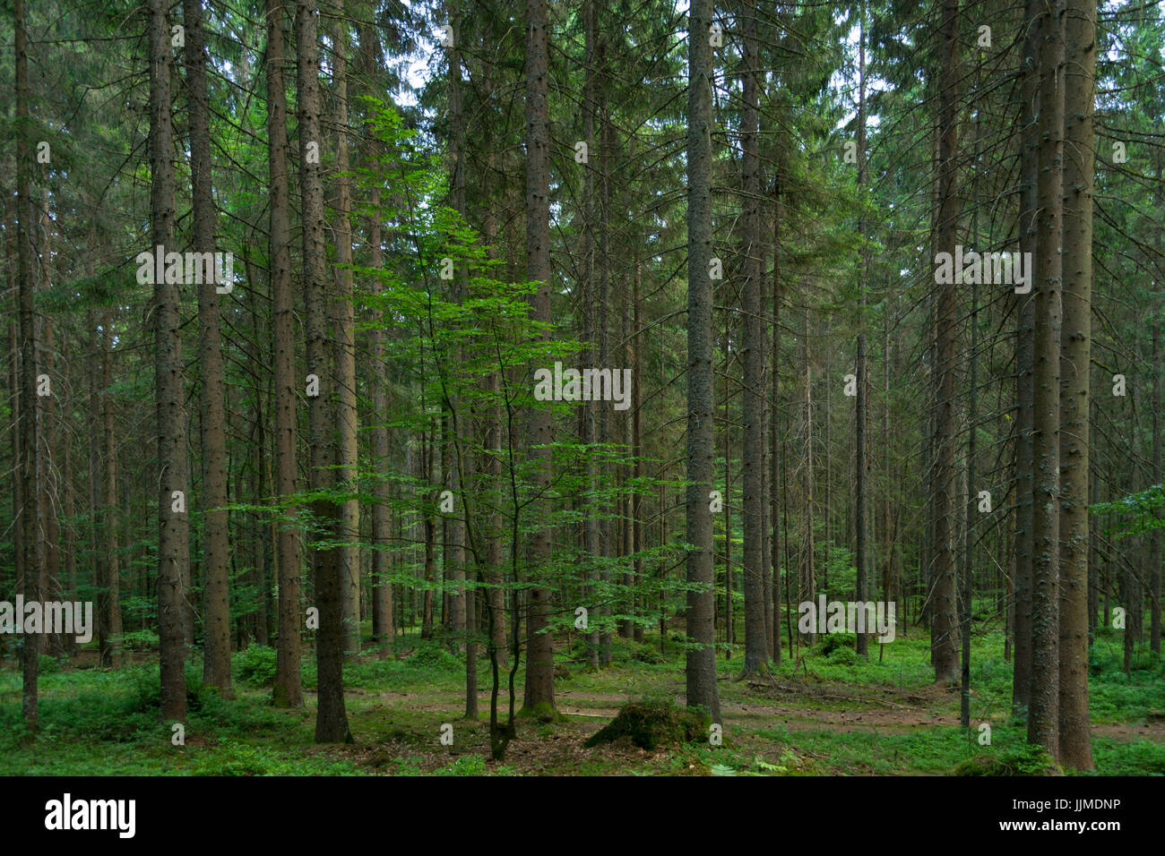 Sumava national park hi-res stock photography and images - Alamy