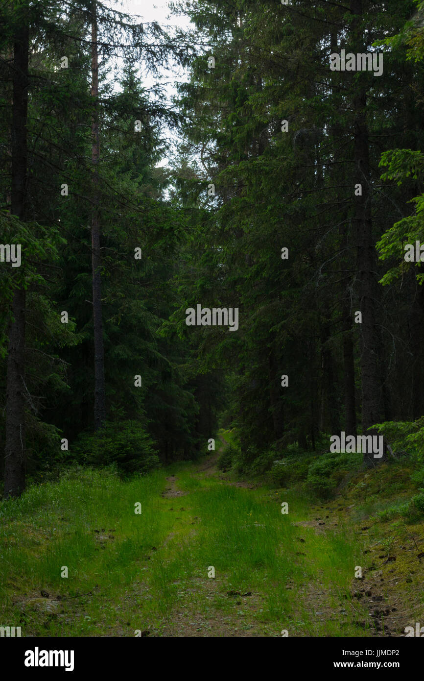 Sumava bohemian forest hi-res stock photography and images - Alamy