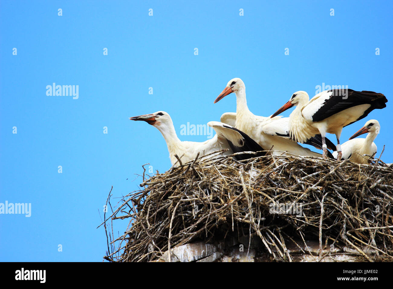 White storks in nest on house roof Stock Photo - Alamy