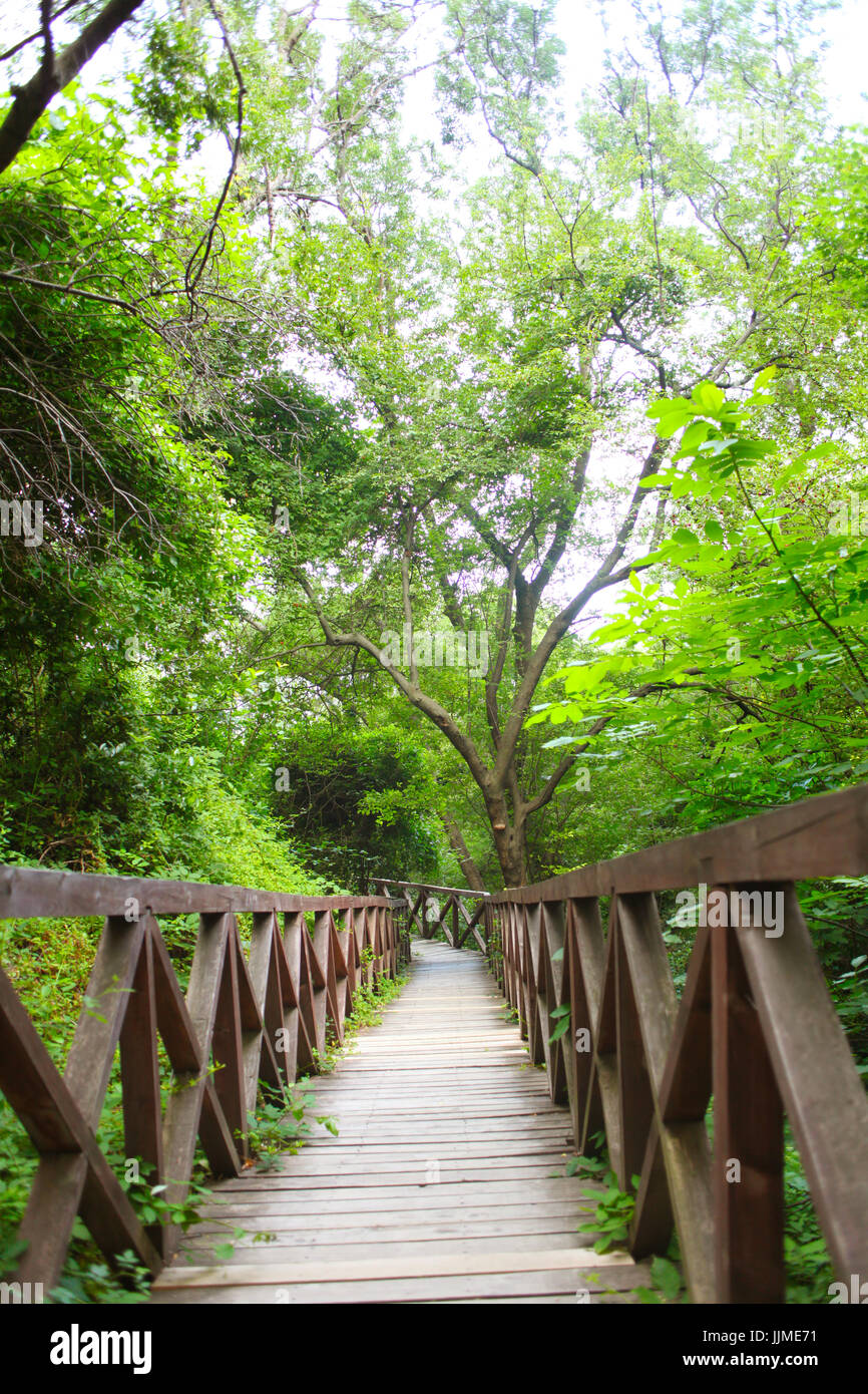 wooden bridge road in a rainforest landscape Stock Photo - Alamy