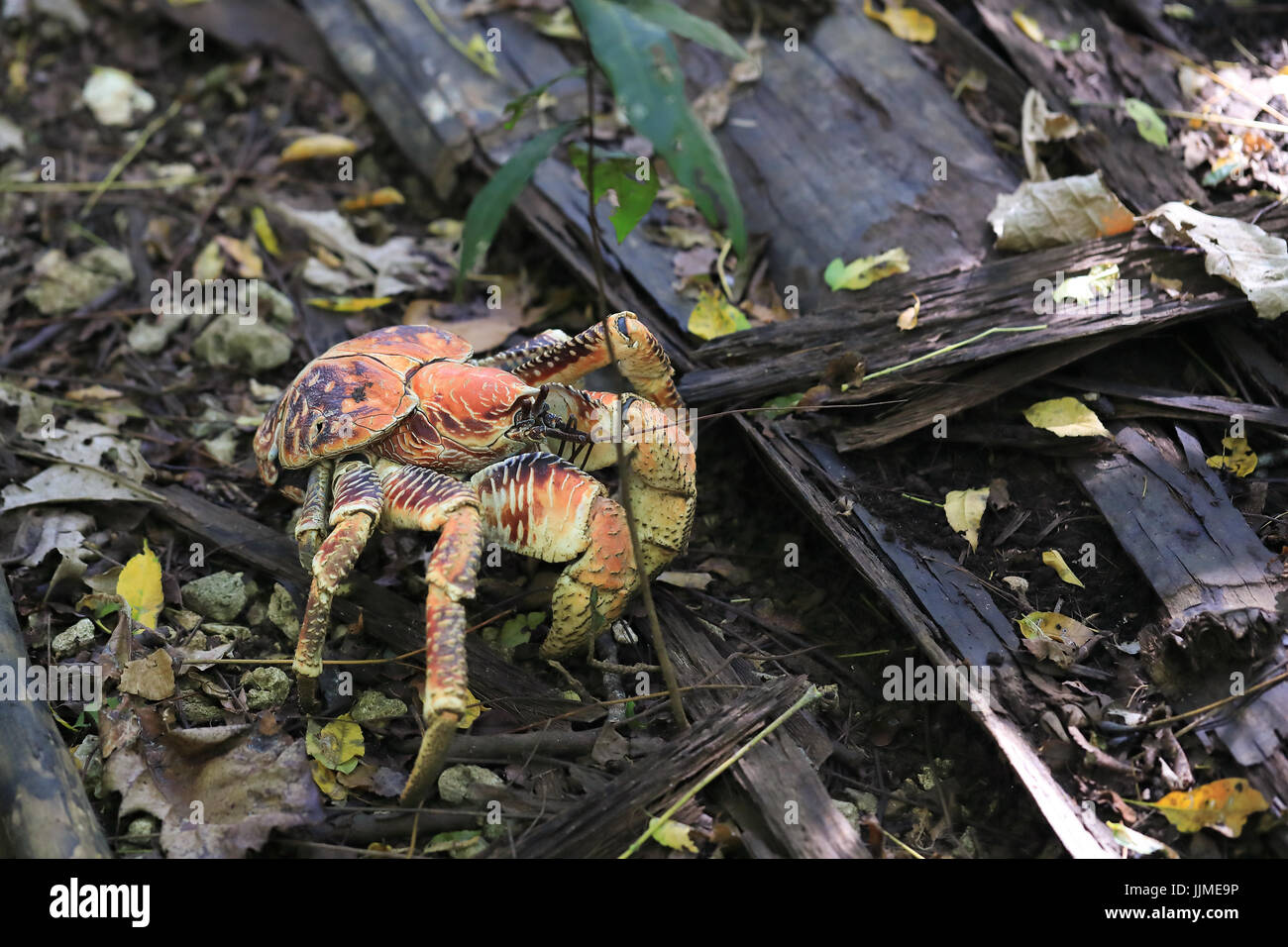 A single robber crab, or coconut crab, on Christmas Island - an ...