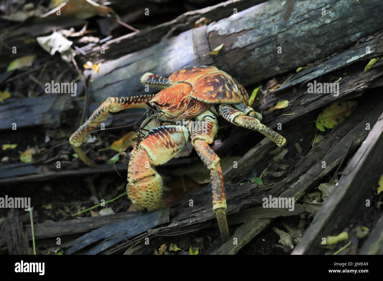 A single robber crab, or coconut crab, on Christmas Island - an ...