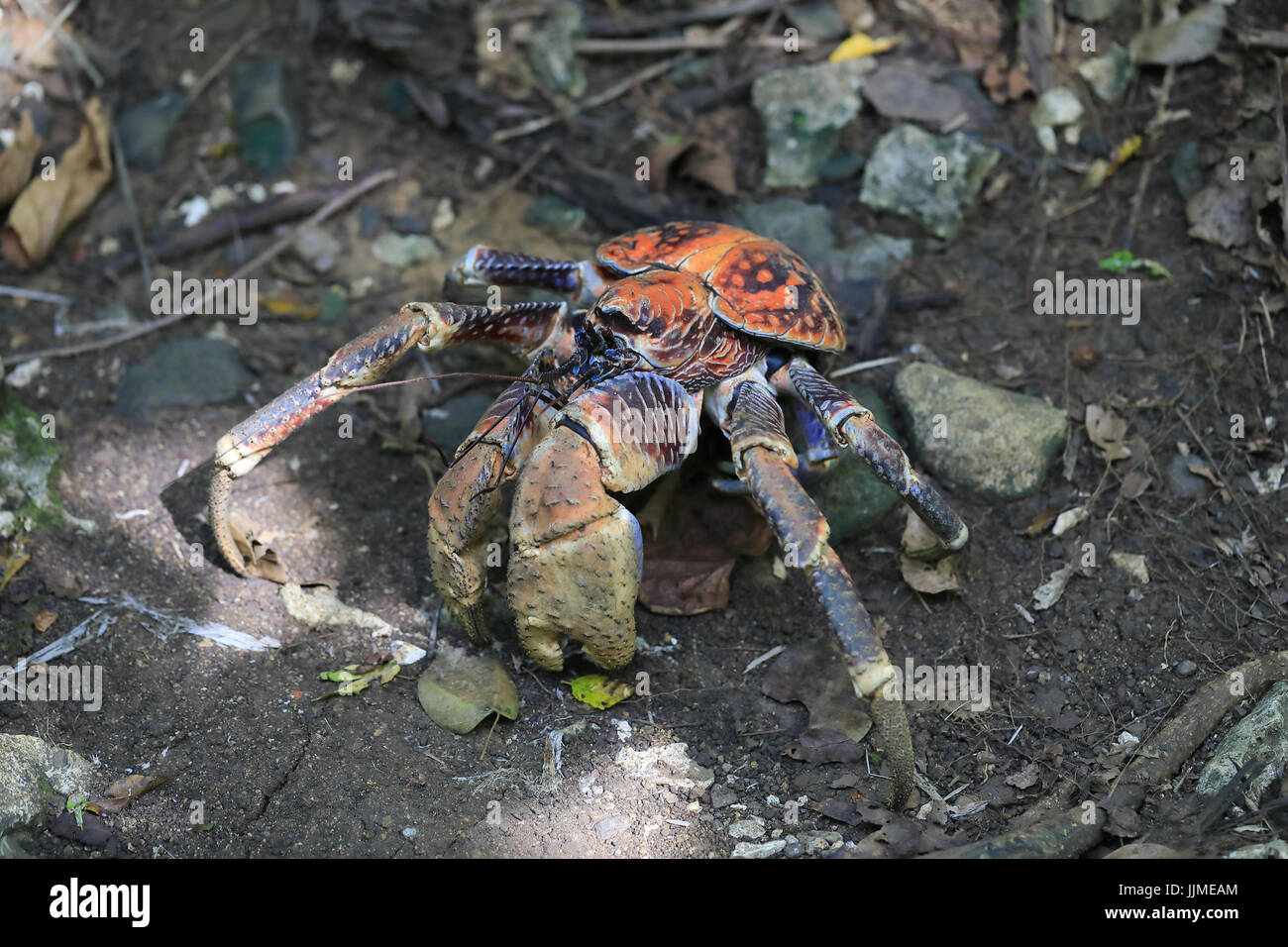 A single robber crab, or coconut crab, on Christmas Island - an ...