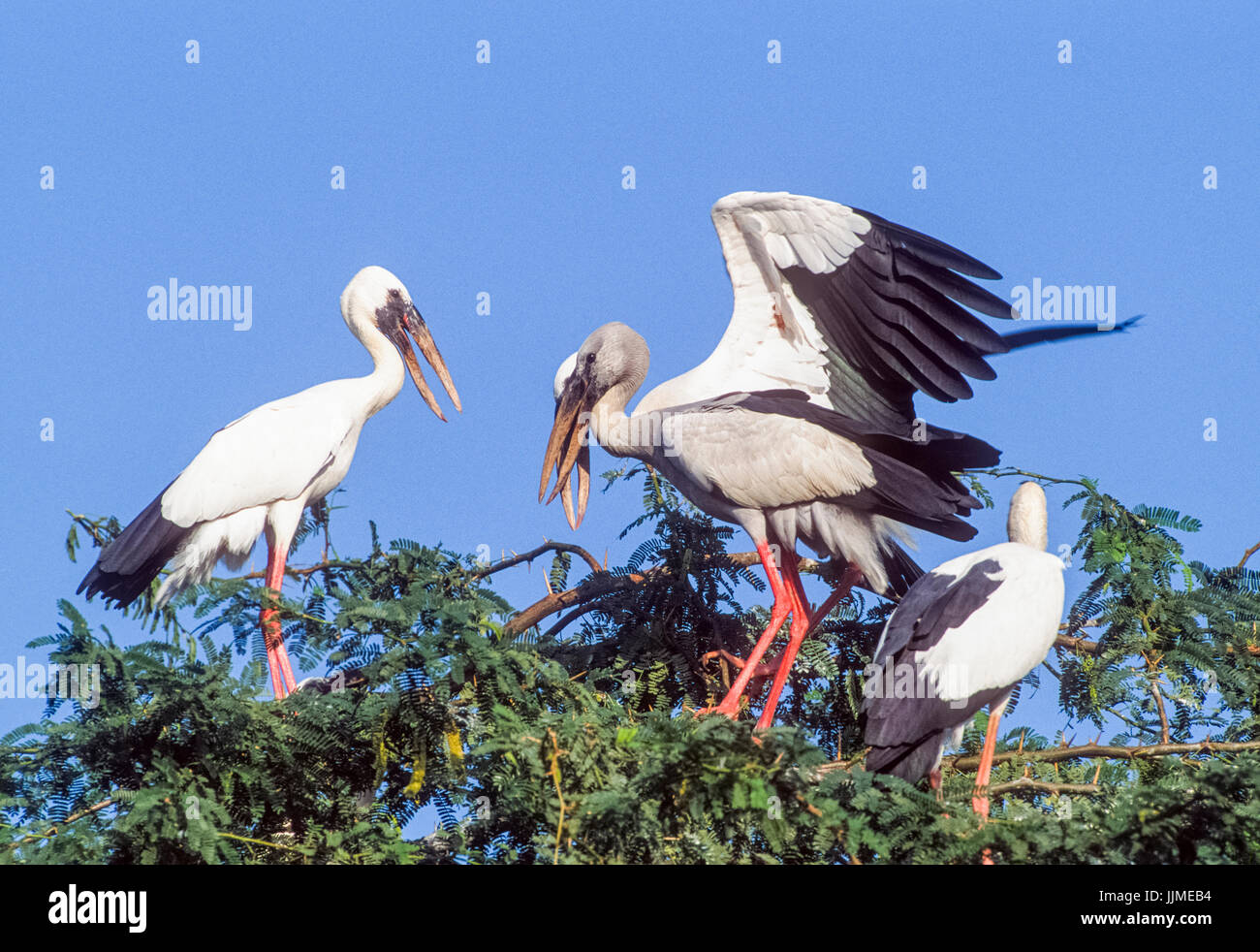 Asian openbill bird hi-res stock photography and images - Alamy
