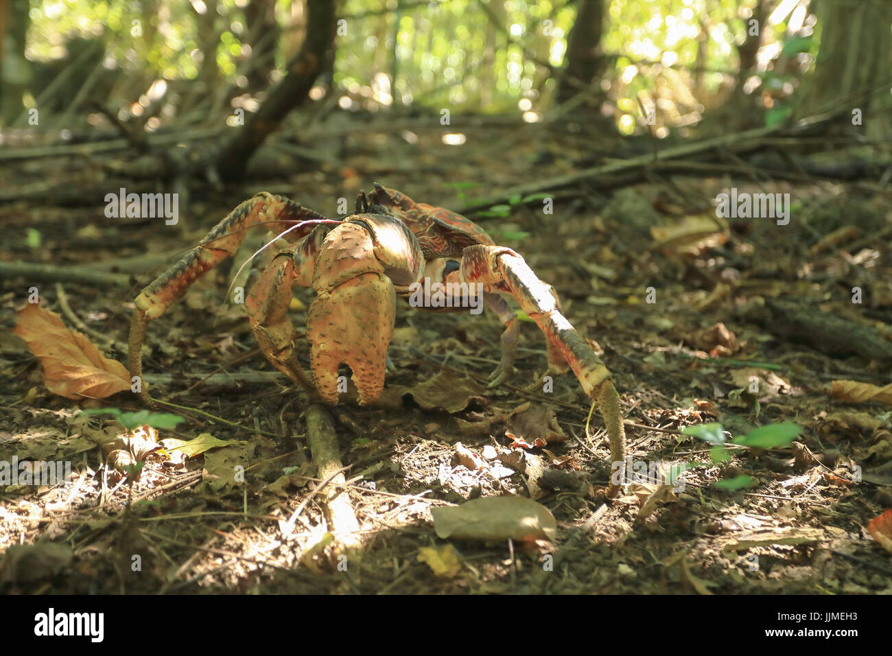 Robber crab claws hi-res stock photography and images - Alamy