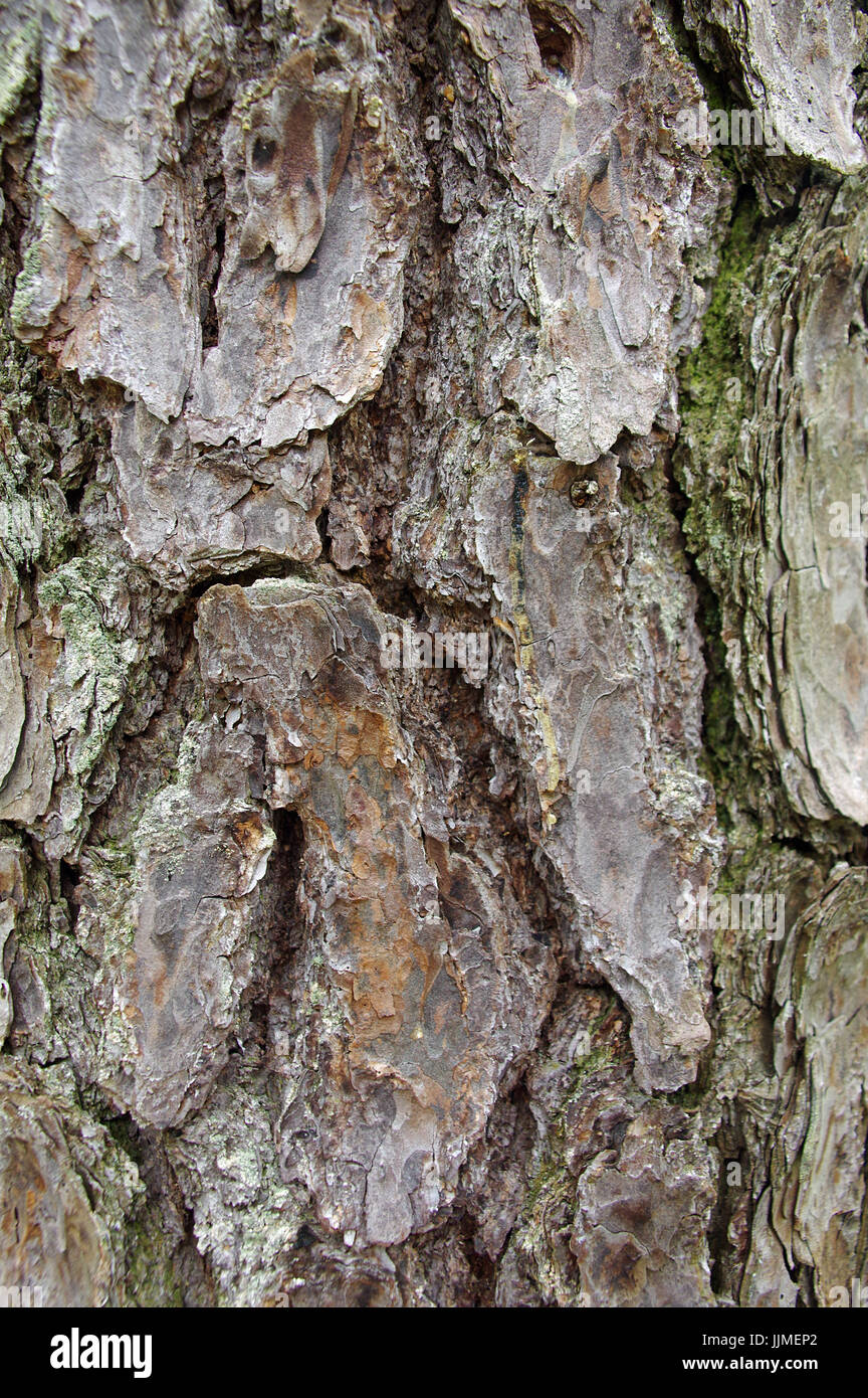 Textures of scales hi-res stock photography and images - Alamy