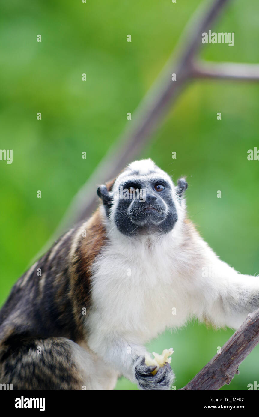 Geoffroy’s tamarins panama hi-res stock photography and images - Alamy