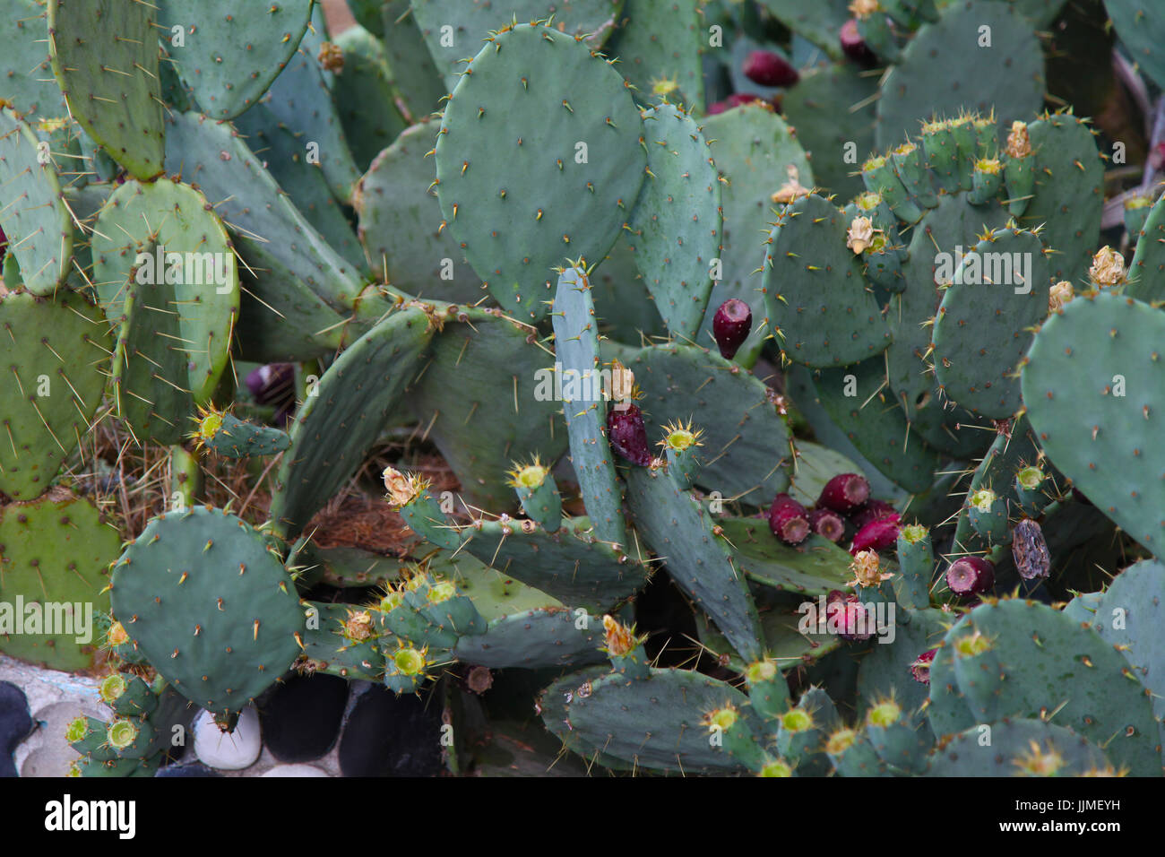 Long Needle Cactus Stock Photos & Long Needle Cactus Stock Images - Alamy