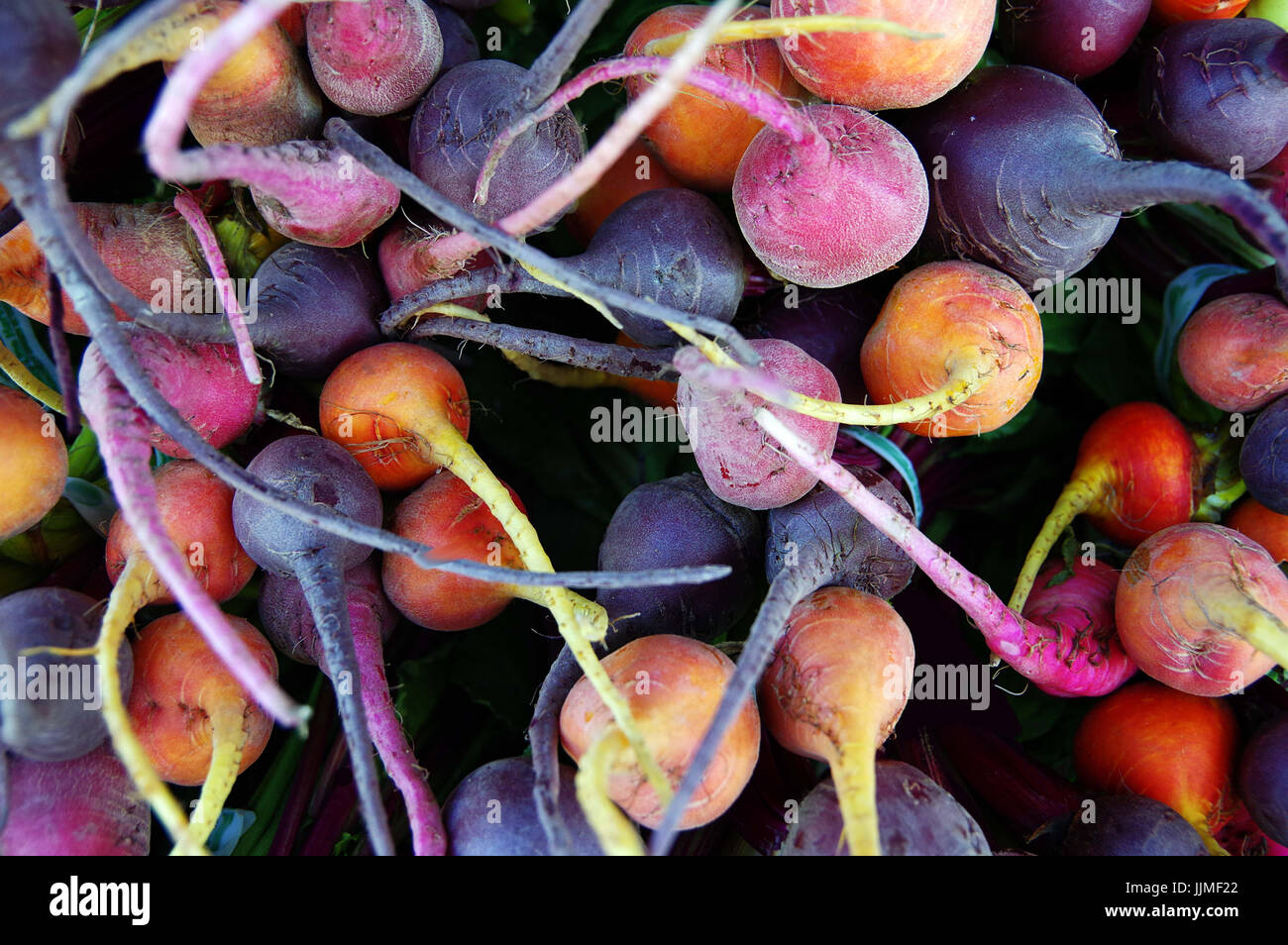 Harvesting beets hi-res stock photography and images - Alamy