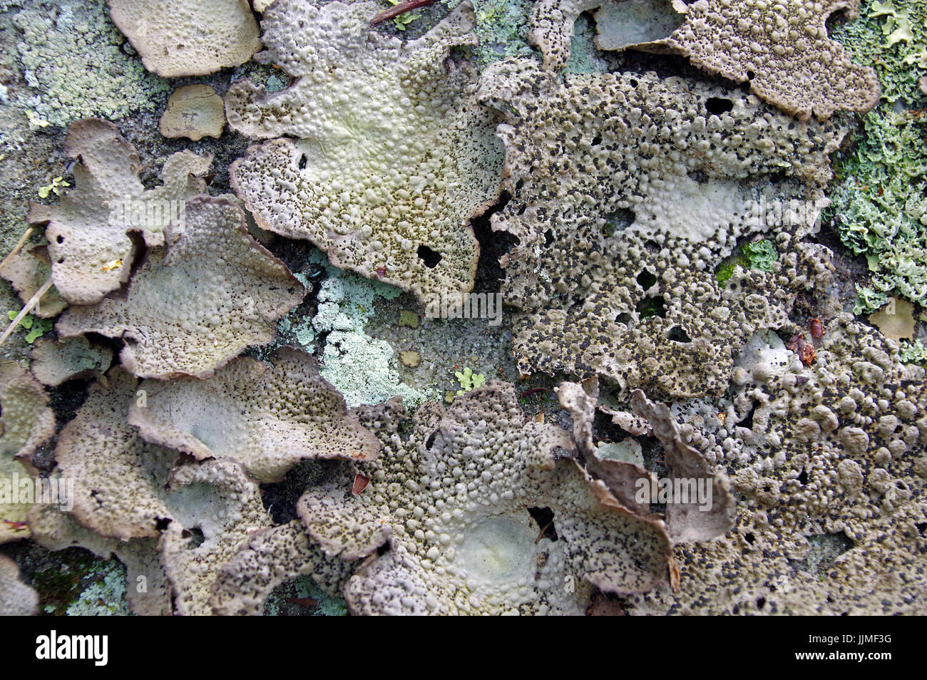 Lichens texture hi-res stock photography and images - Alamy