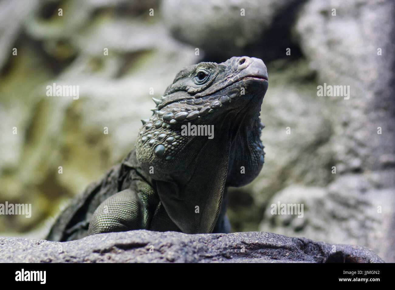 Iguana siting on rock looking up Stock Photo - Alamy
