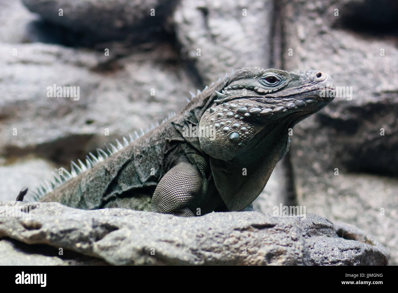 Iguana lying on rock looking Stock Photo - Alamy
