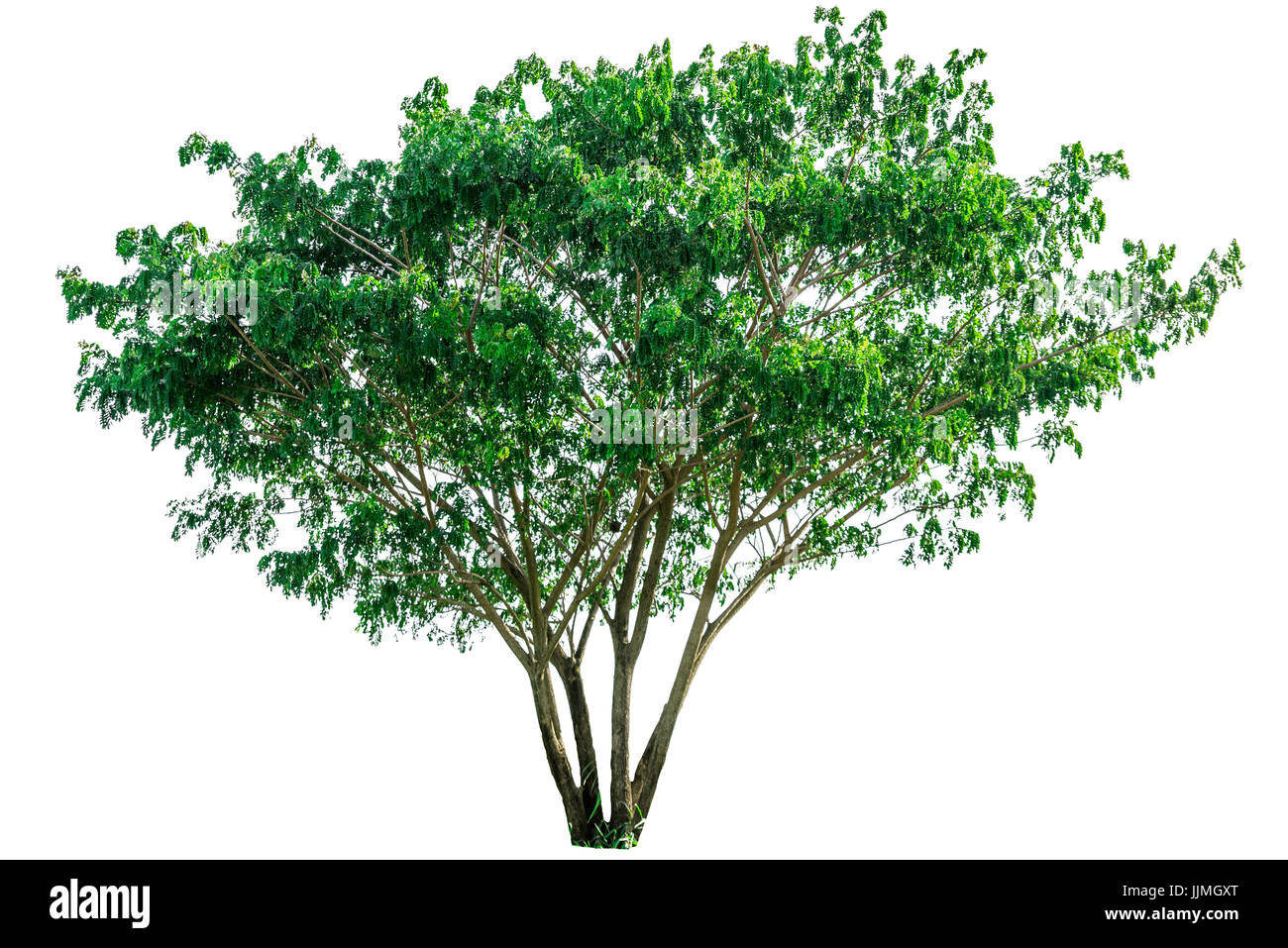 Green tree isolated on white background Stock Photo - Alamy