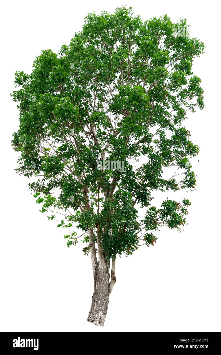 Green tree isolated on white background Stock Photo - Alamy