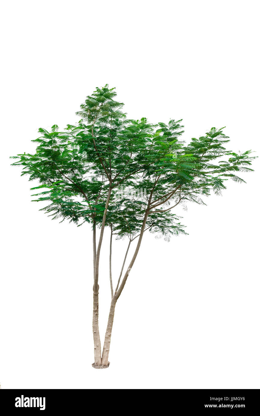Green tree isolated on white background Stock Photo - Alamy