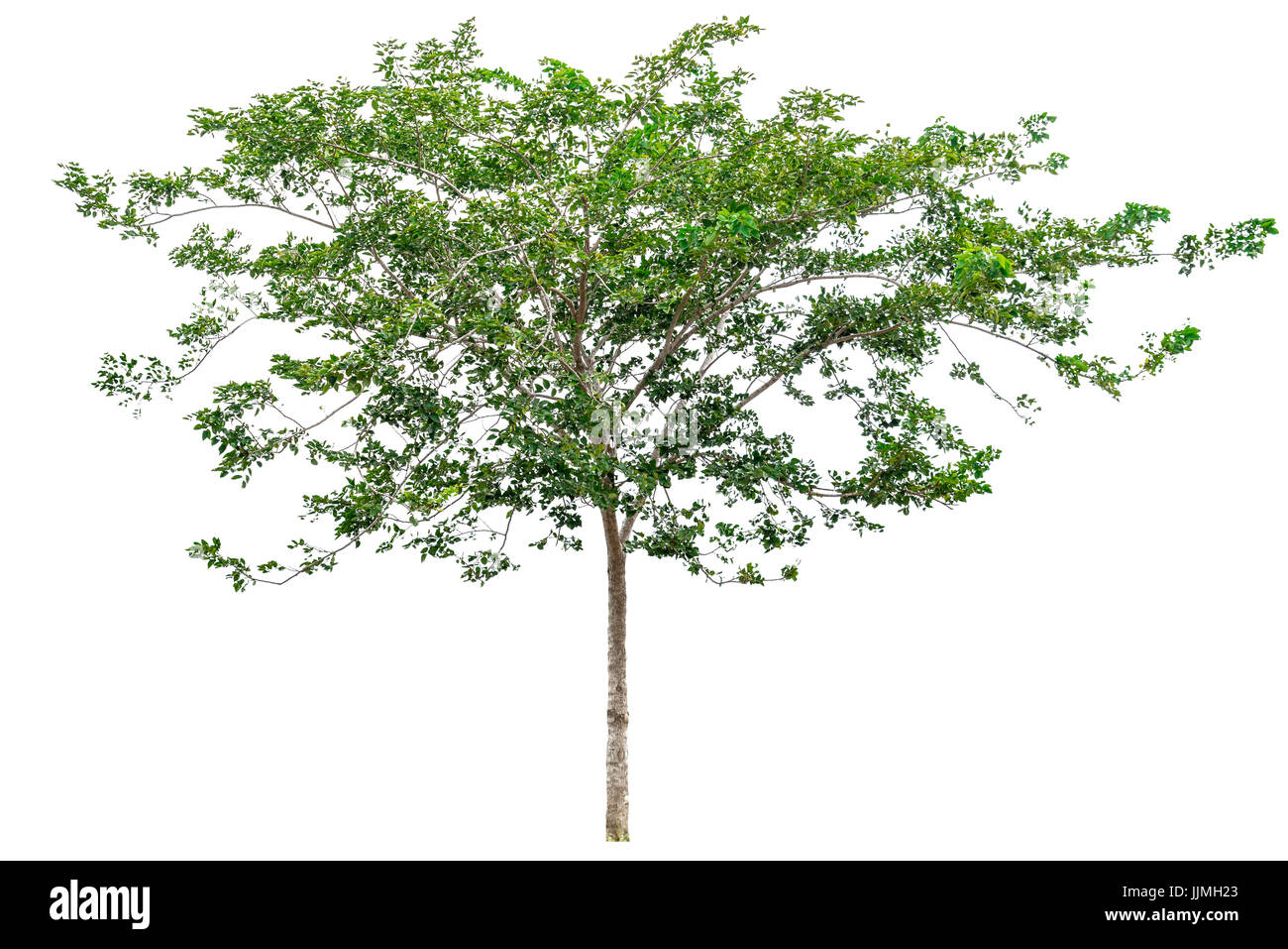 Green tree isolated on white background Stock Photo - Alamy