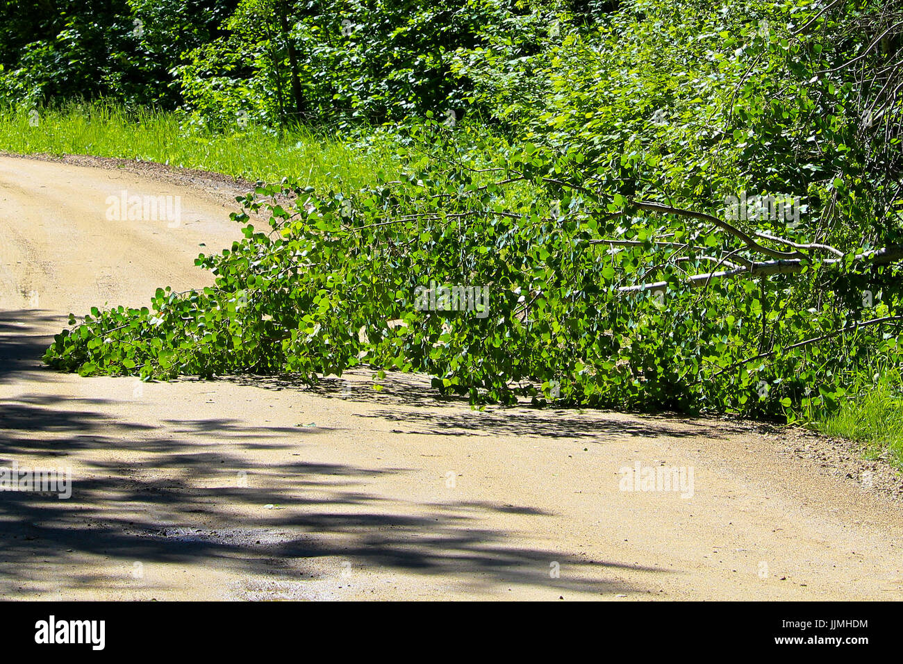 Tree fell across road hi-res stock photography and images - Alamy