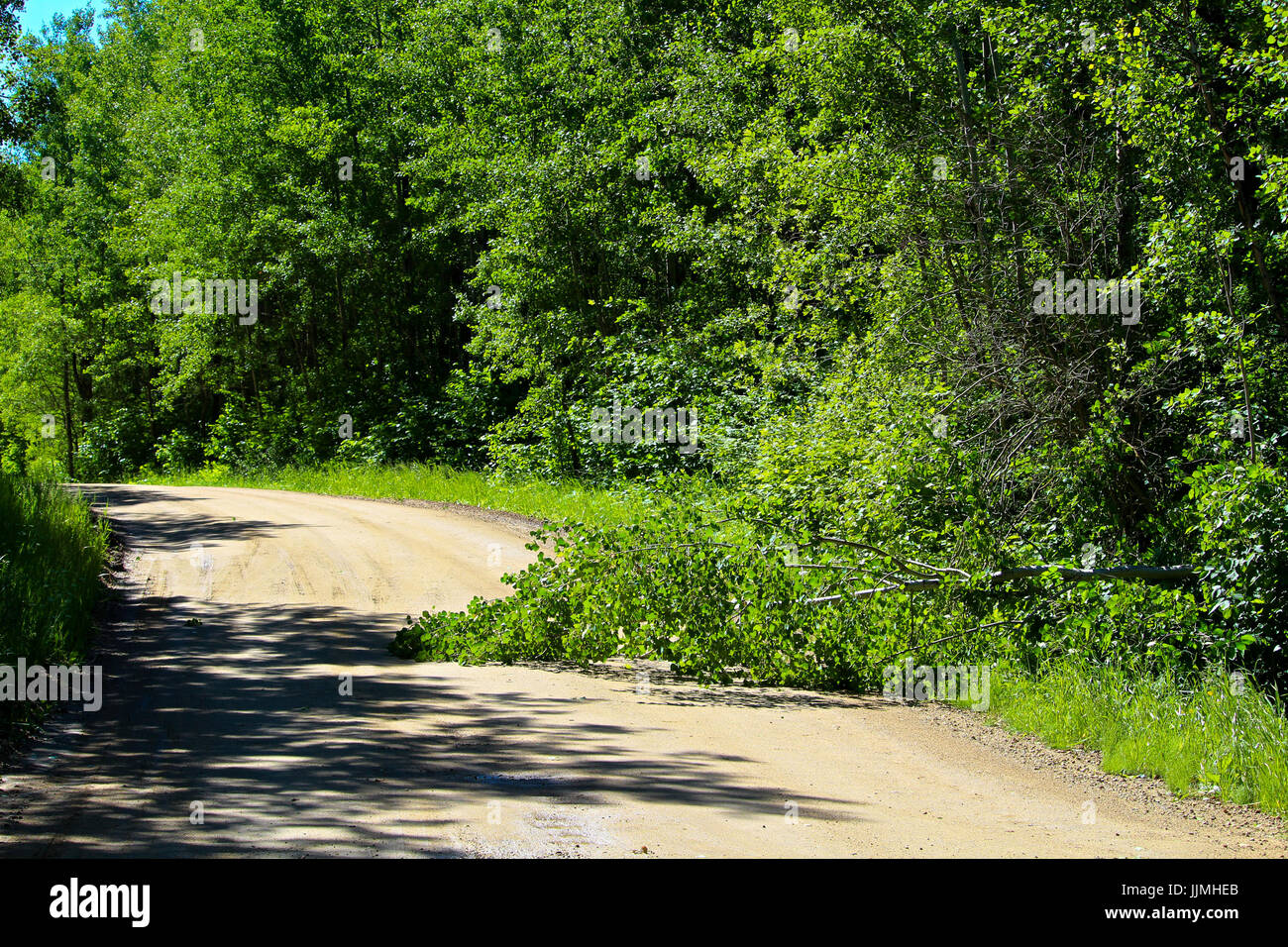 Tree fell across road hi-res stock photography and images - Alamy