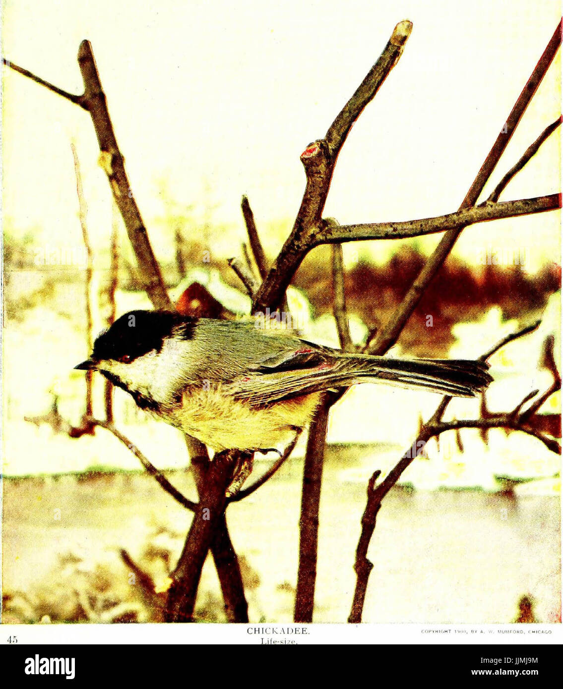 "Bird studies for home and school; sixty common birds, their habits and ...