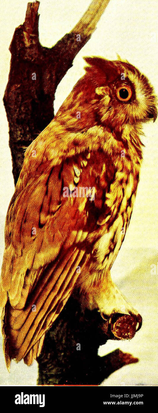 "Bird studies for home and school; sixty common birds, their habits and ...