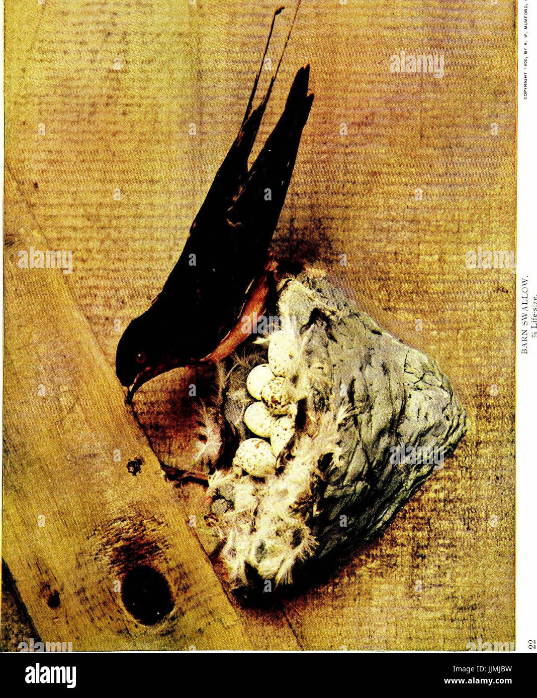 Bird studies for home and school hi-res stock photography and images ...