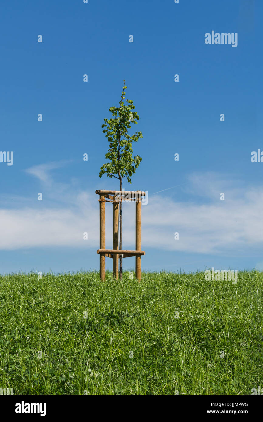 Small young tree on the green meadow against blue sky and sun Stock ...