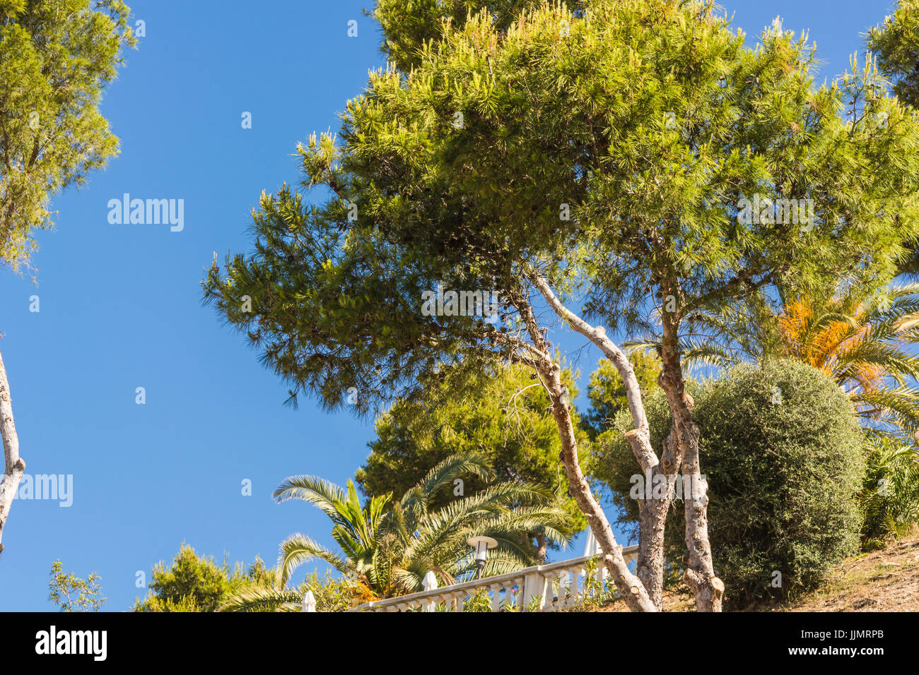 Landscape, steep mountain slope on mediterranean sea with pines and ...