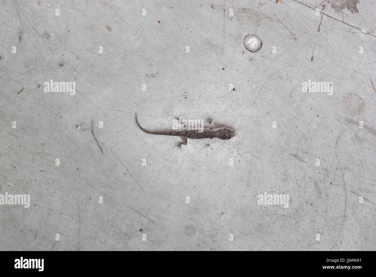 Sand lizard track hi-res stock photography and images - Alamy