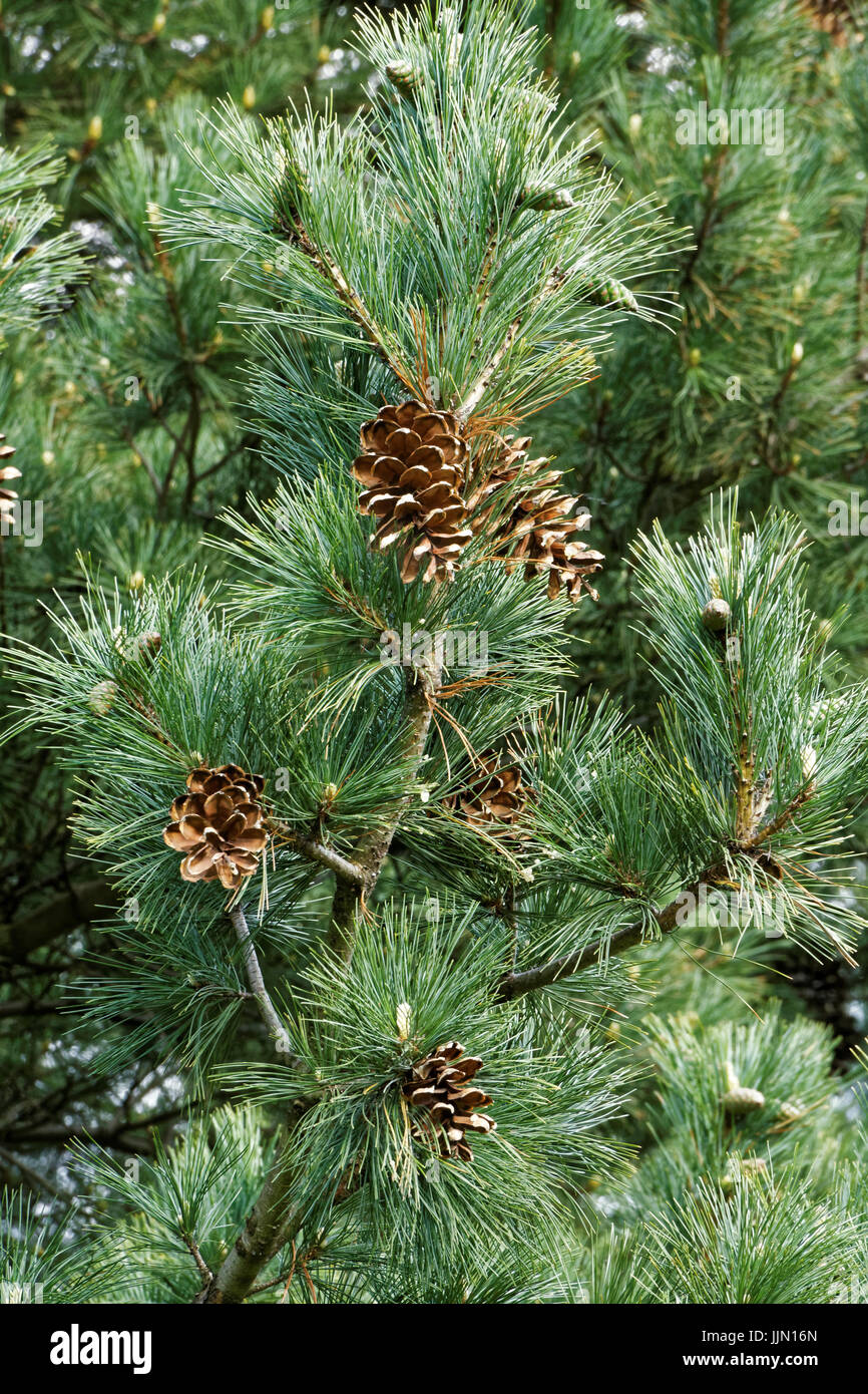 Watercolor bump hi-res stock photography and images - Alamy