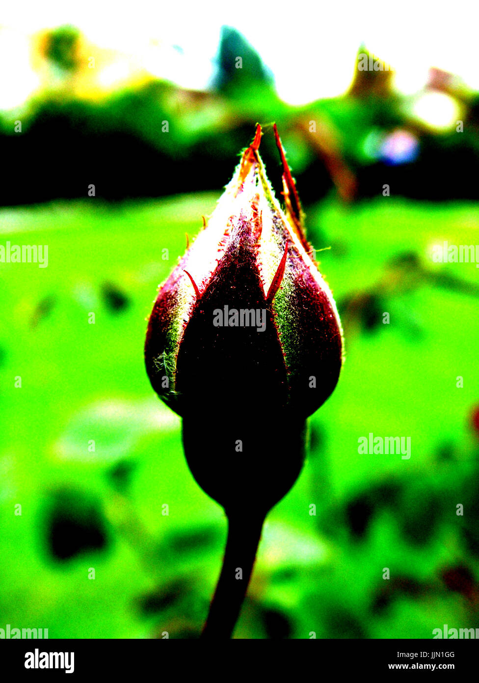 Rose Bud, Roja Mottu, Panineer Mottu, Rose, Hot Pink Roseberry, Rose ...