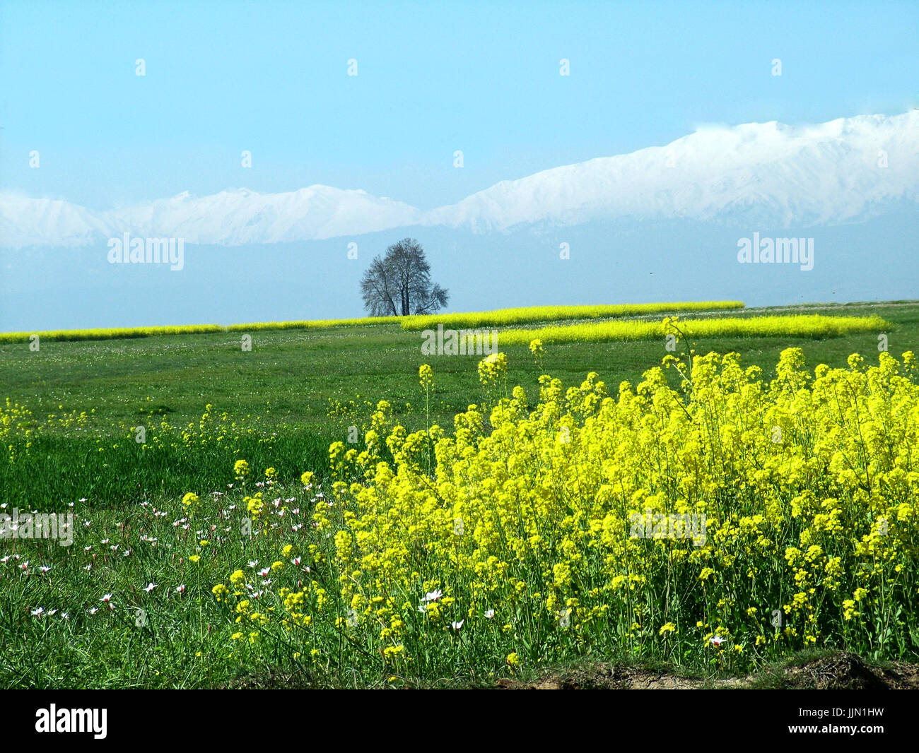 Mustard green in the snow hi-res stock photography and images - Alamy