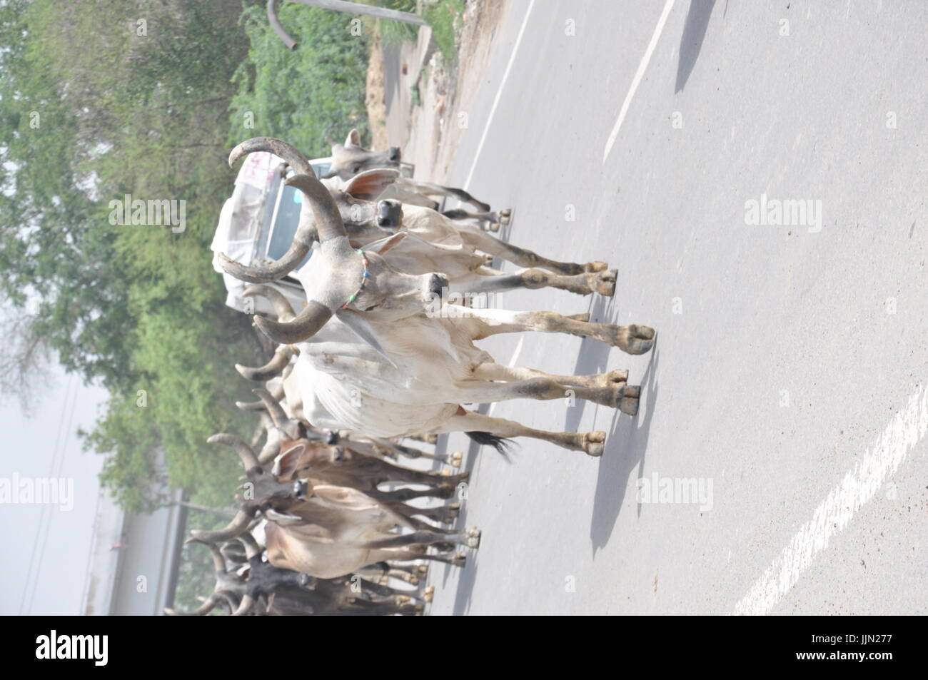 Cow vigilantes stay mum as stray cattle, the street, Jaipur (Photo ...