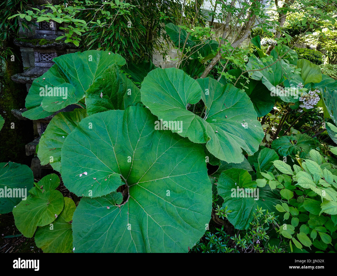Small taro plants at Japanese garden in spring time. Close up Stock ...