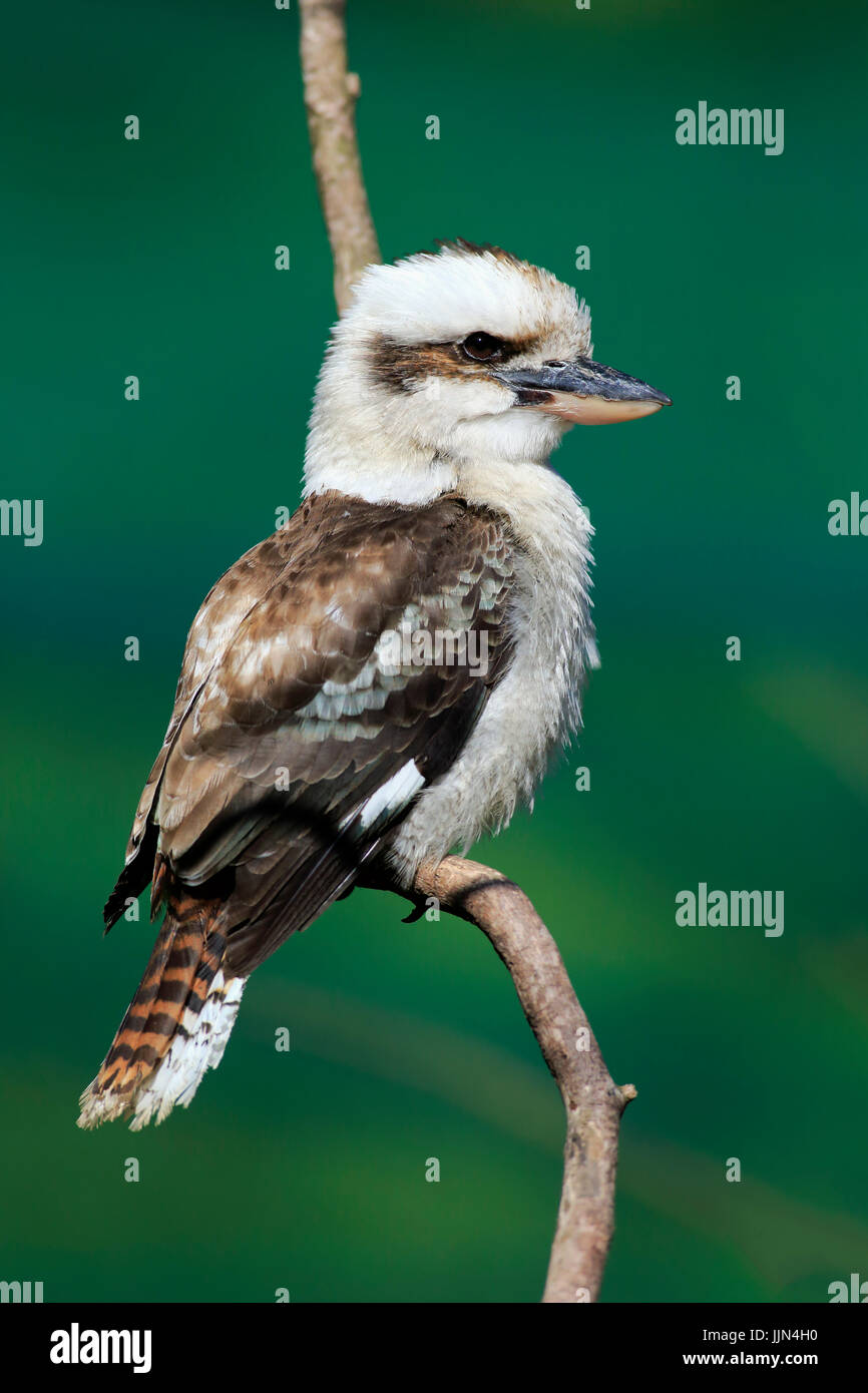 Australian laughing jackass hi-res stock photography and images - Alamy