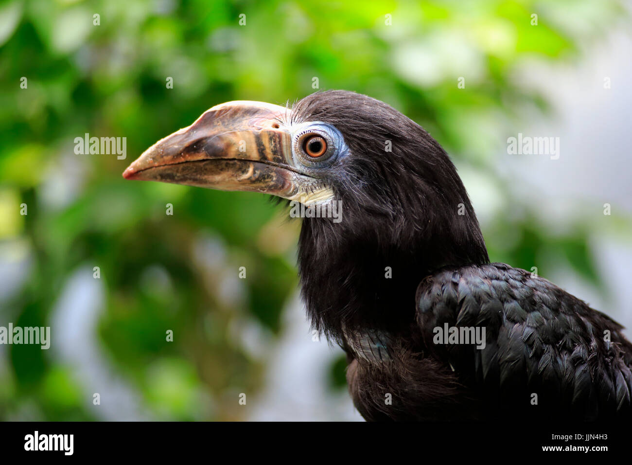 Visayan hornbill, (Penelopides panini panini), adult female, portrait ...