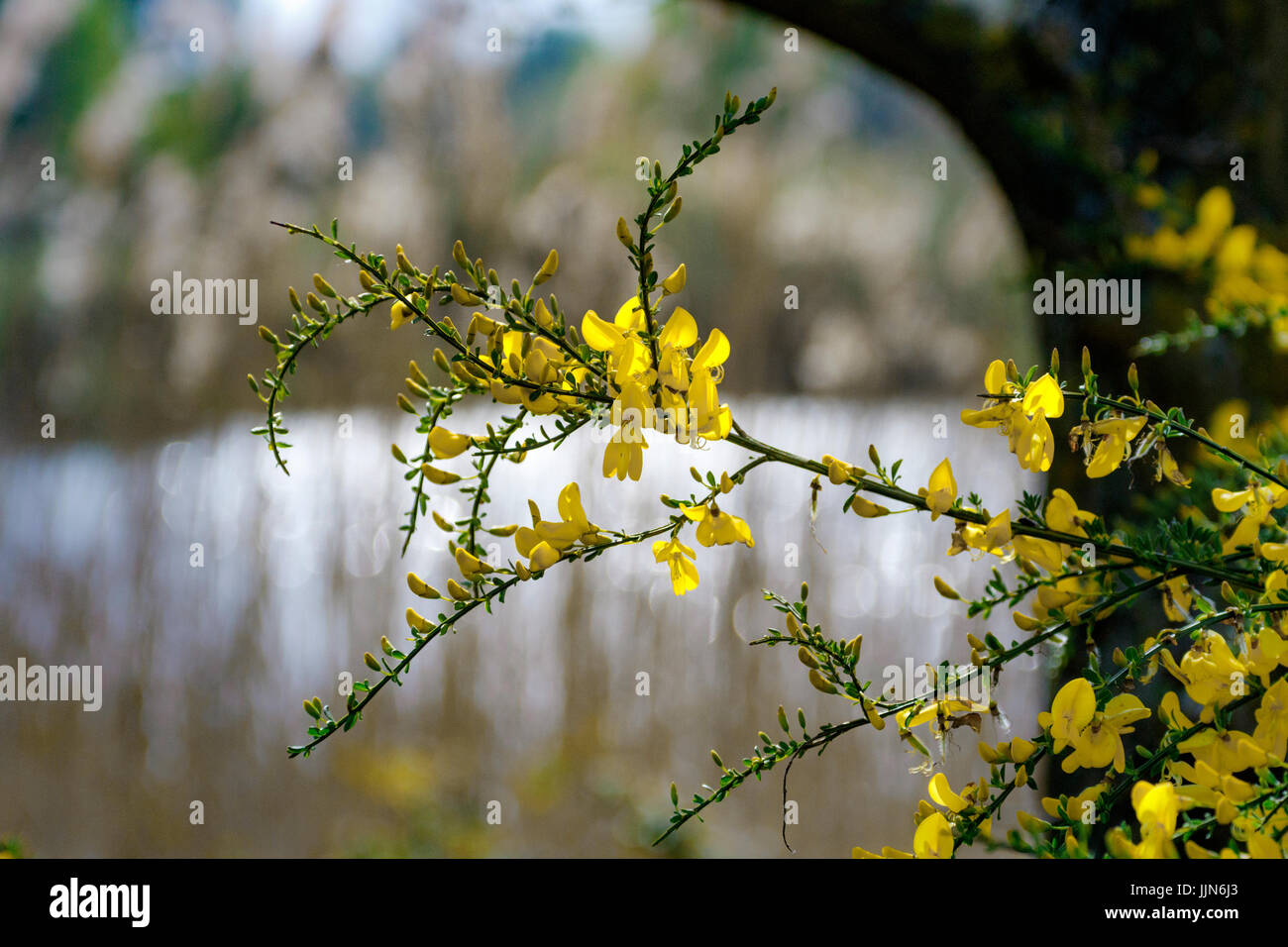 Genista plant hi-res stock photography and images - Alamy