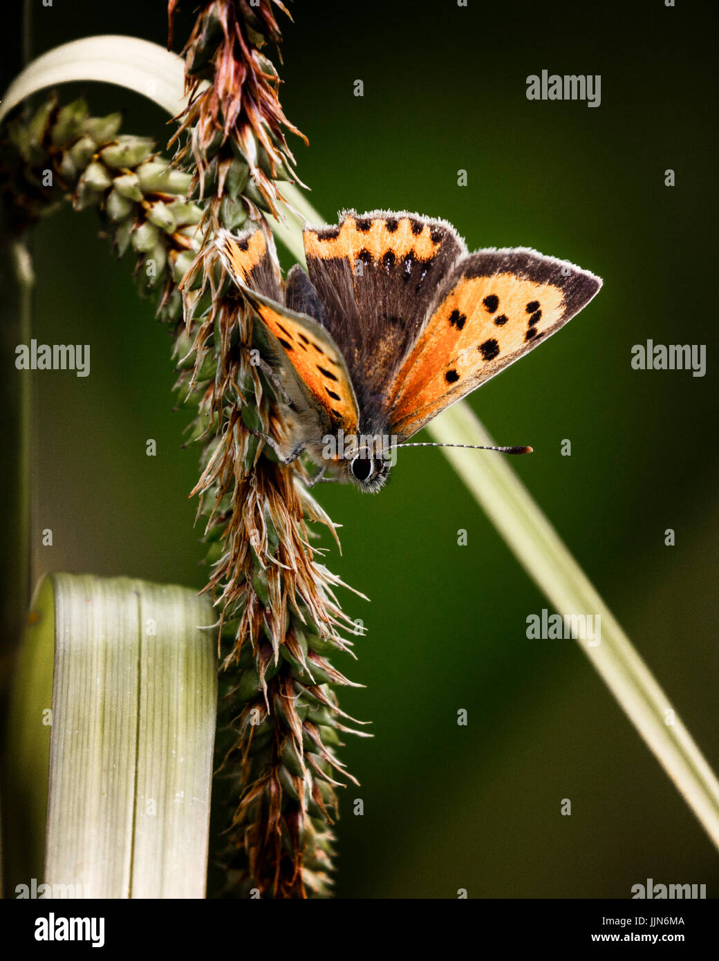 Small copper wings open hi-res stock photography and images - Alamy