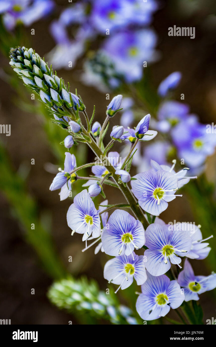 Veronica Gentianoides blue close up of flower Stock Photo - Alamy