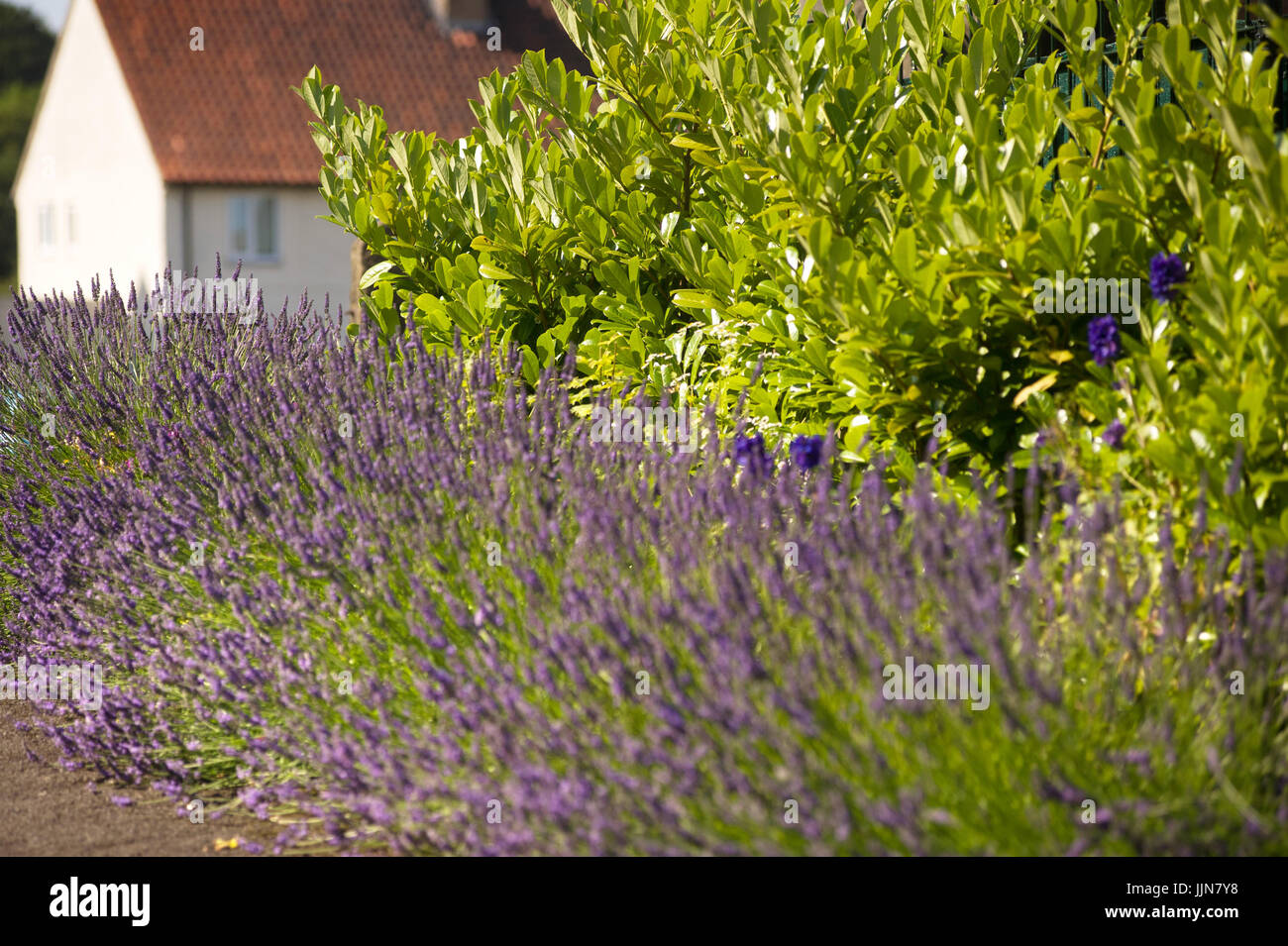 Mitford village, Northumberland Stock Photo - Alamy