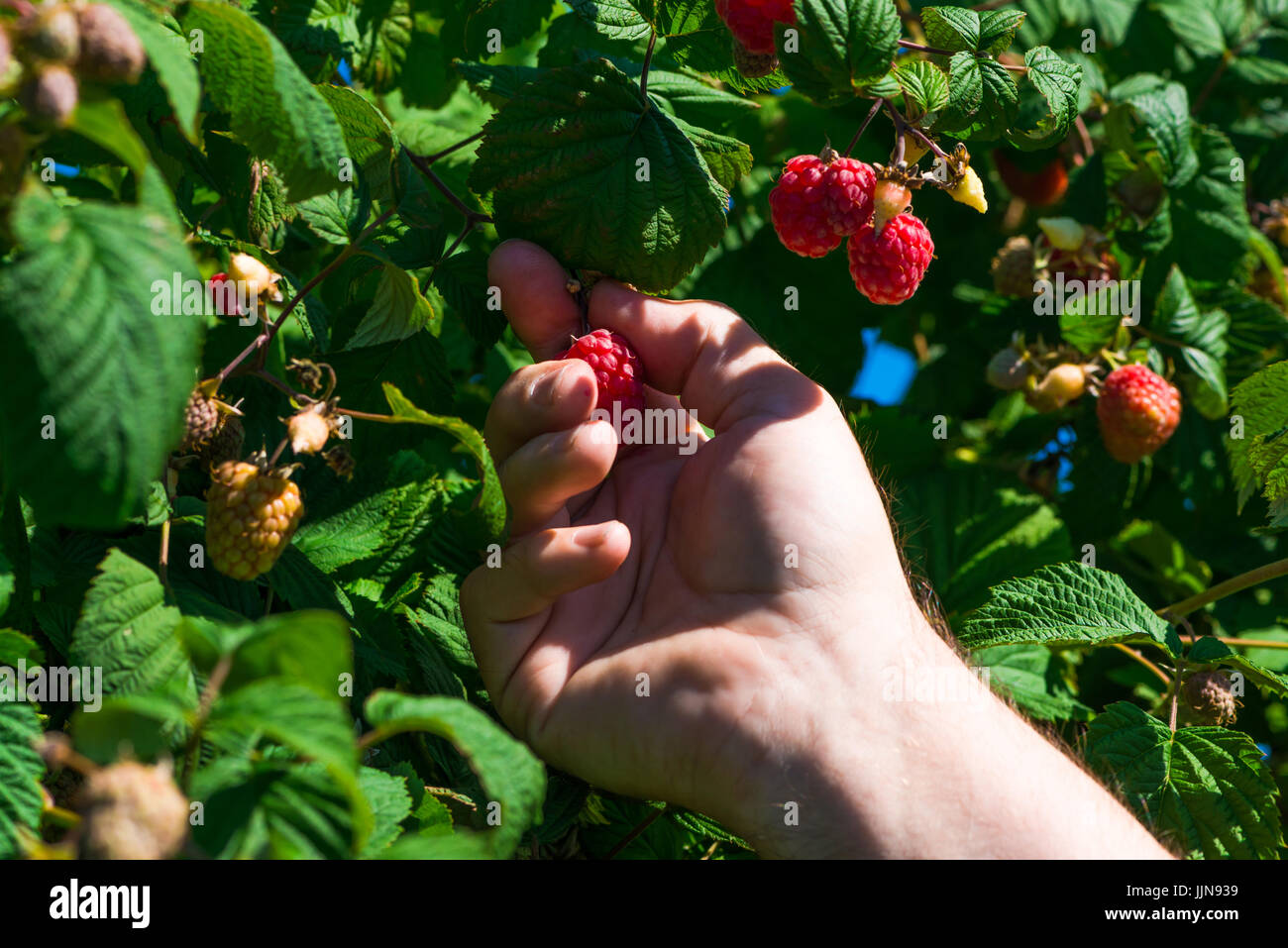 A male picking a raspberry on a fruit farm Stock Photo - Alamy