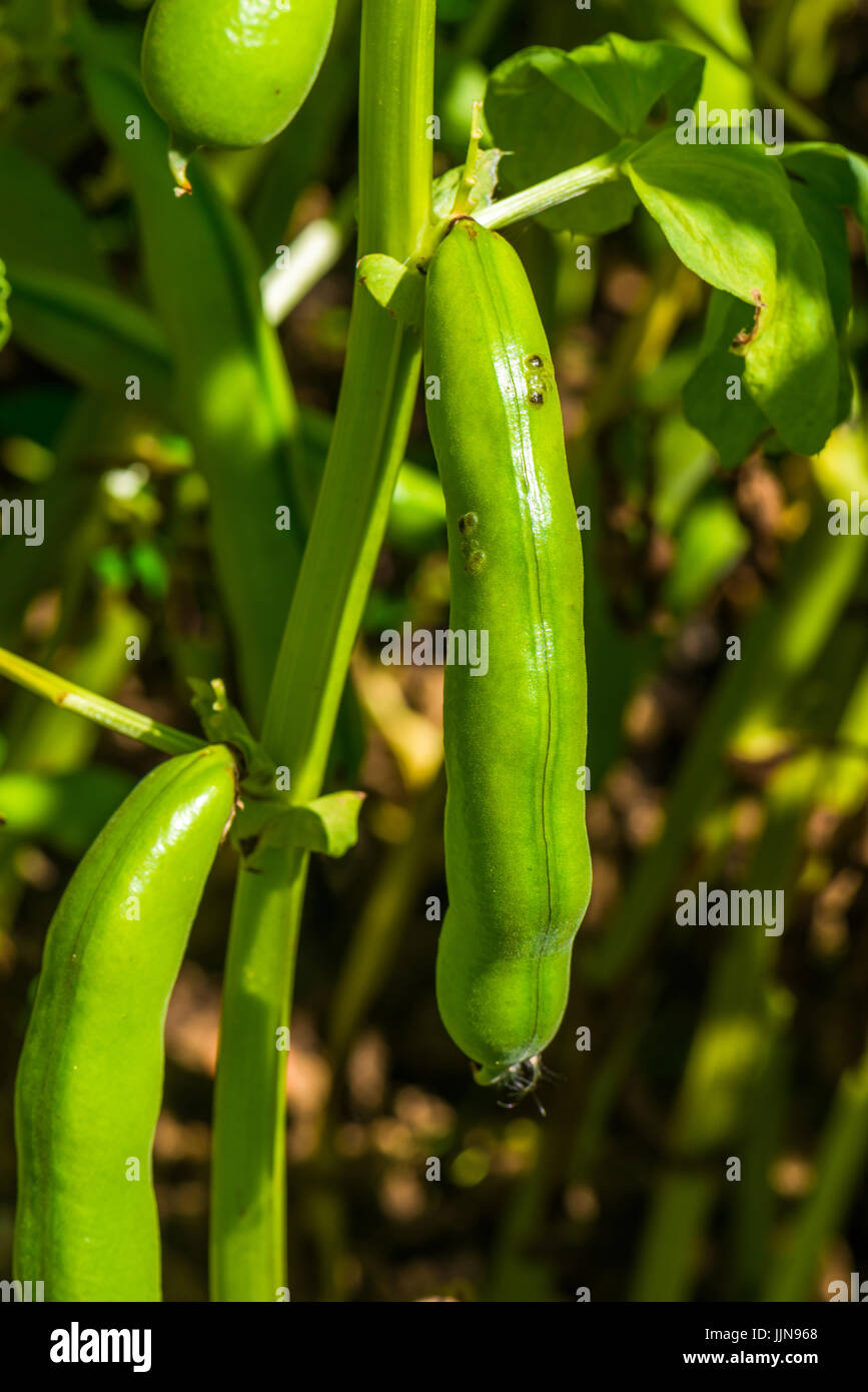 Broad bean pod hi-res stock photography and images - Alamy