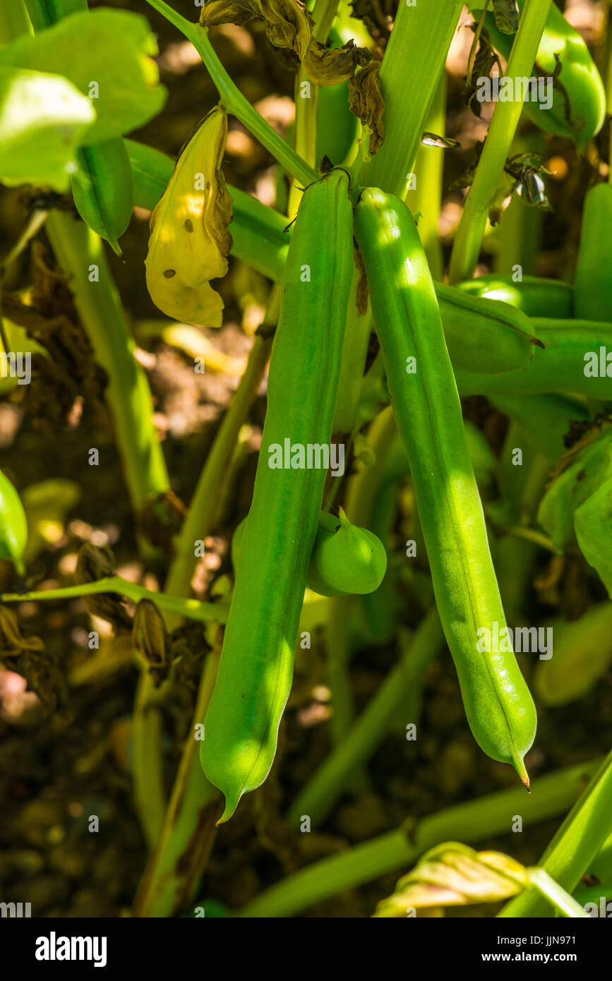 Broad bean pods growing on a farm - closeup with selective focus Stock ...