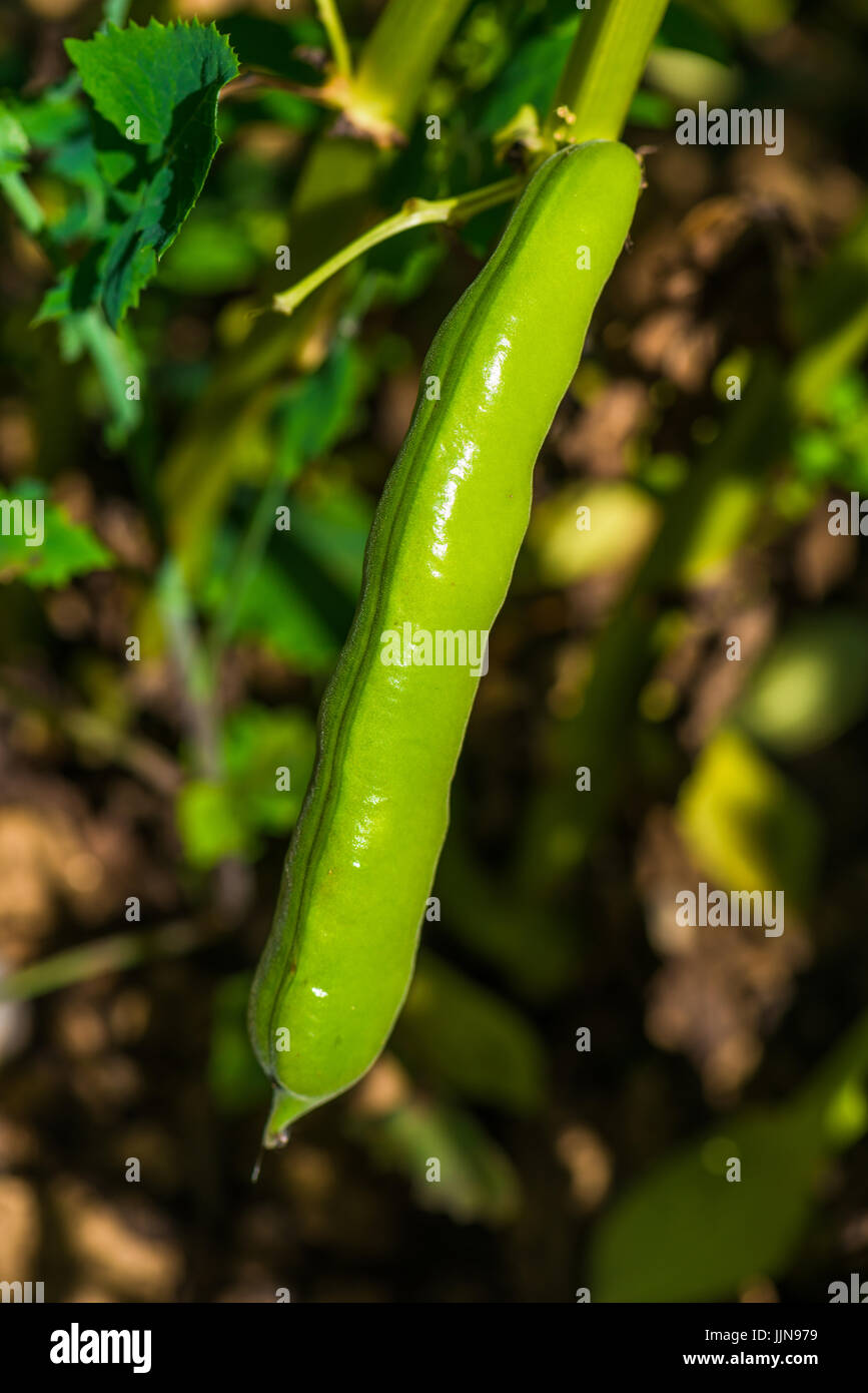 Broad bean pod hi-res stock photography and images - Alamy